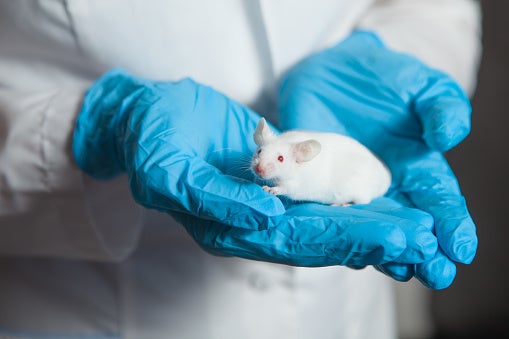Mice | Ingleside Animal Hospital