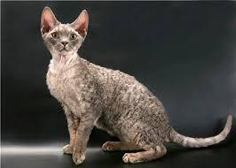 Devon Rex | Ingleside Animal Hospital