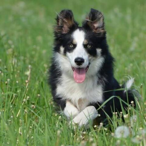 All White Border Collie Puppies